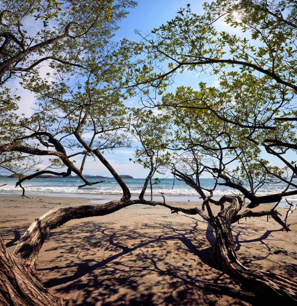 The 6 Best Nosara Surf Camps [Updated 2025] - Surf Atlas